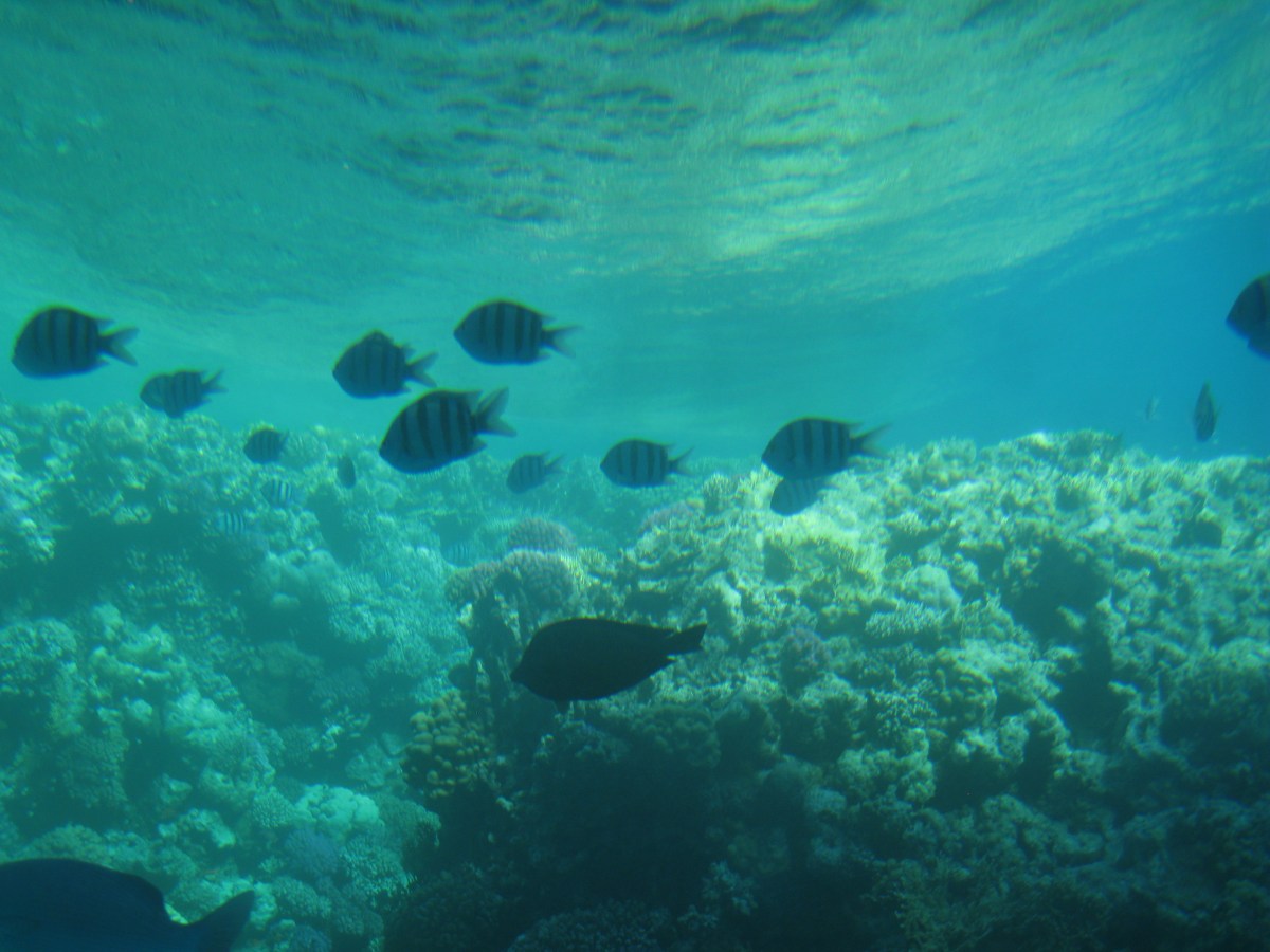 Winter sun in Sharm el Sheik – frombluetogreen.com